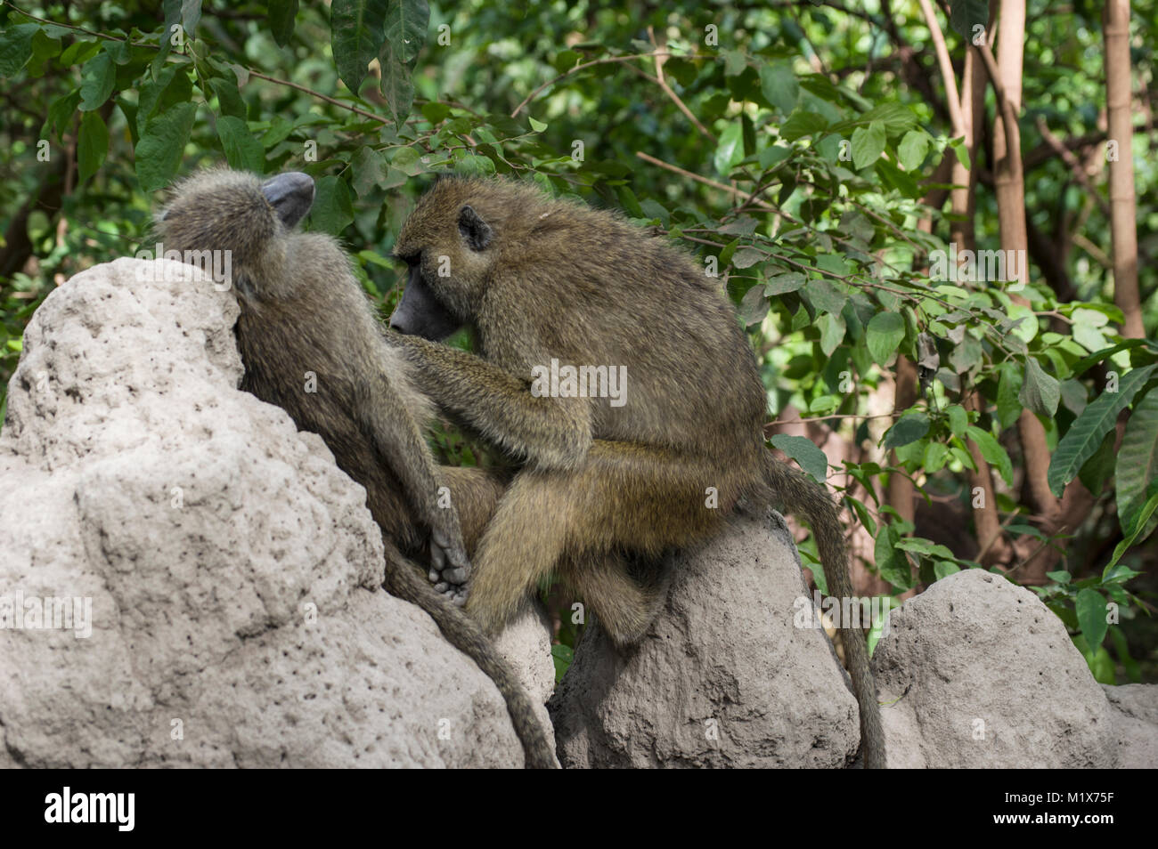 Monkey picking lice hi-res stock photography and images - Alamy