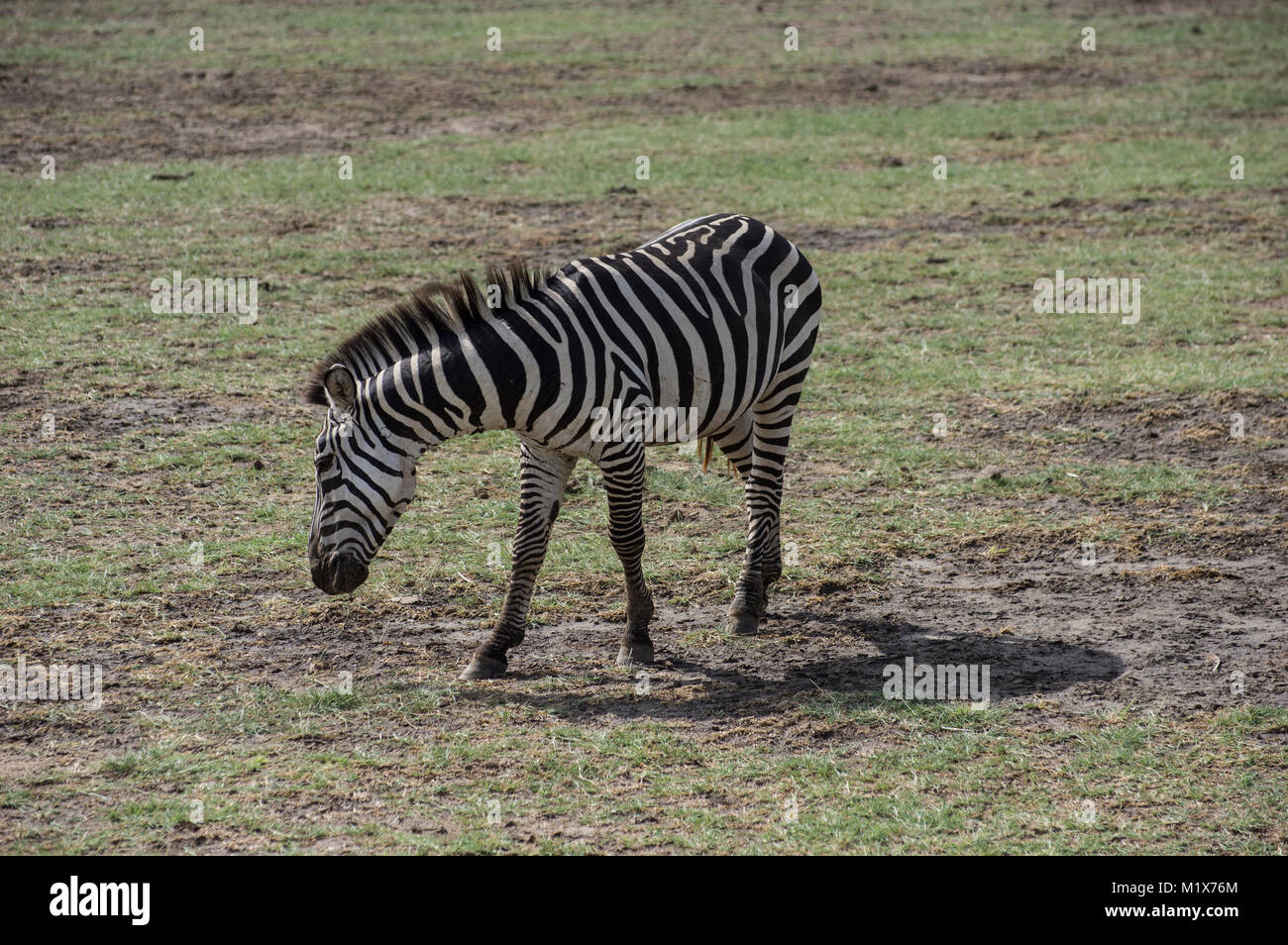 Worlds largest mammal migration hi-res stock photography and images - Alamy