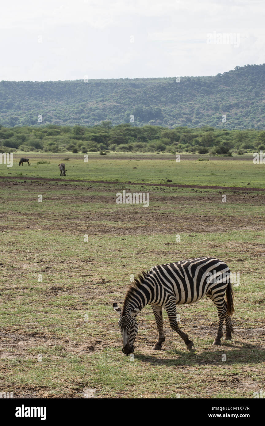 Plains zebra annual migration hi-res stock photography and images - Alamy