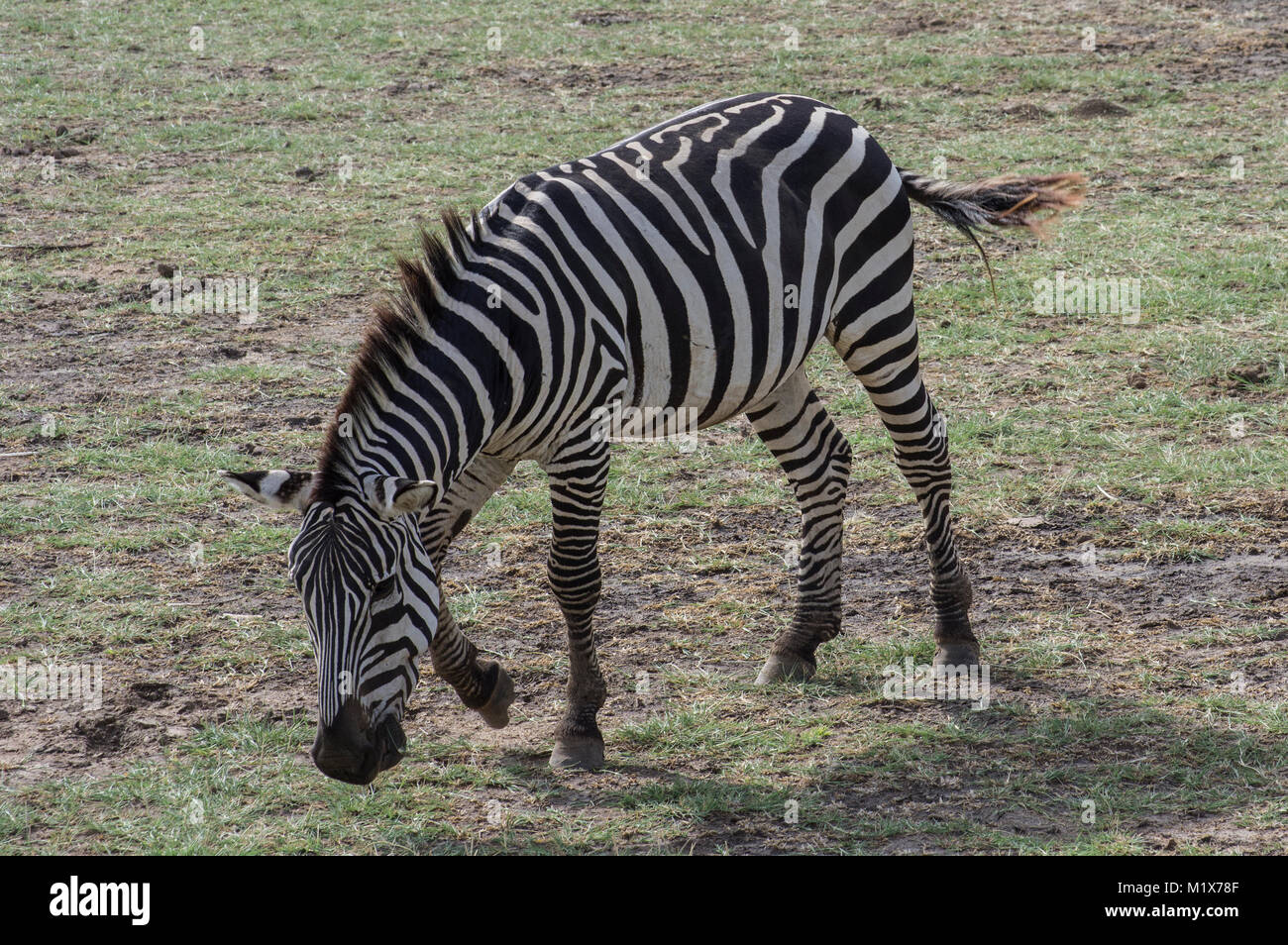 Worlds largest mammal migration hi-res stock photography and images - Alamy