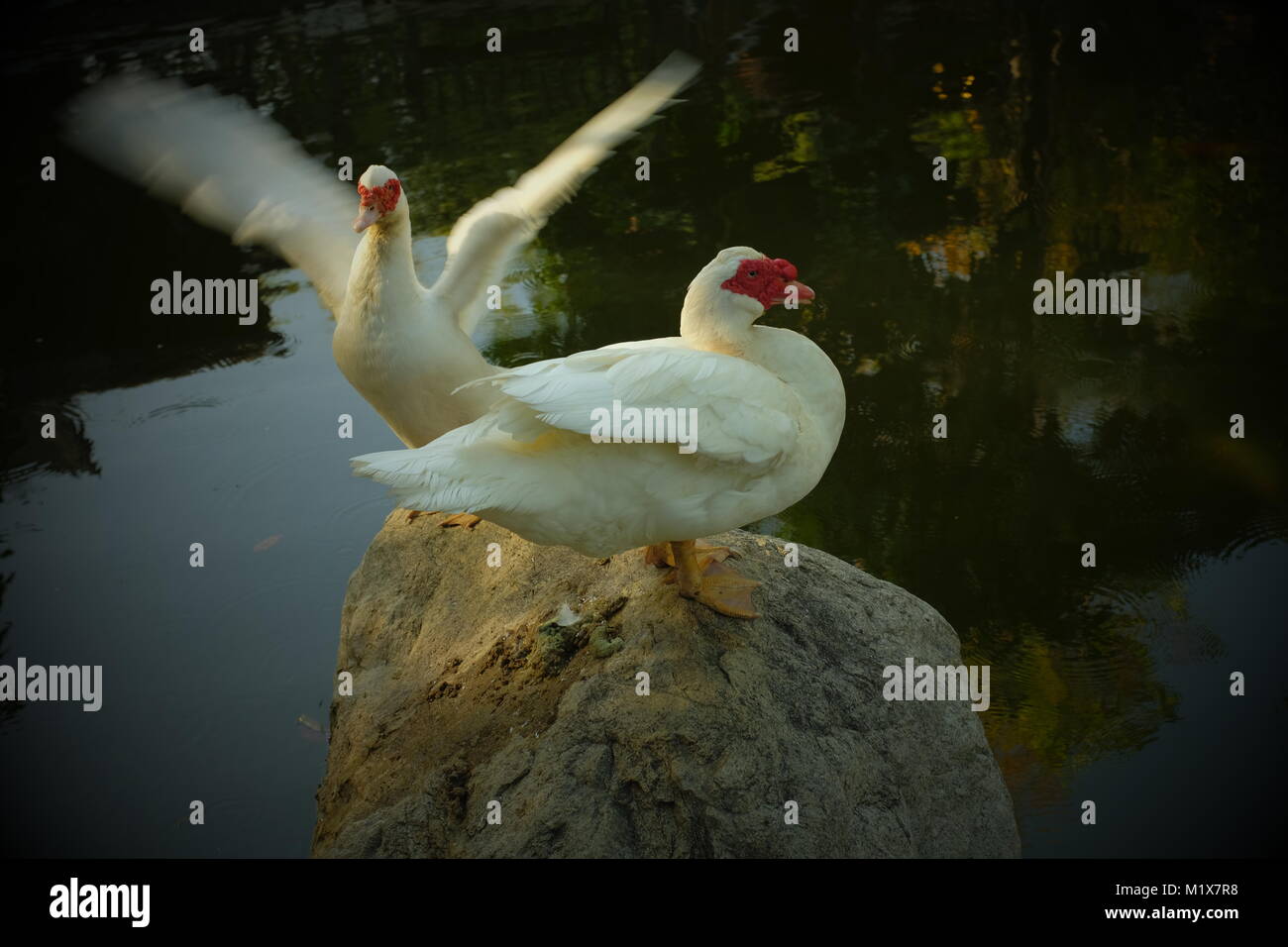 A pair of pet geese in Chiang Mai, Thailand Stock Photo - Alamy