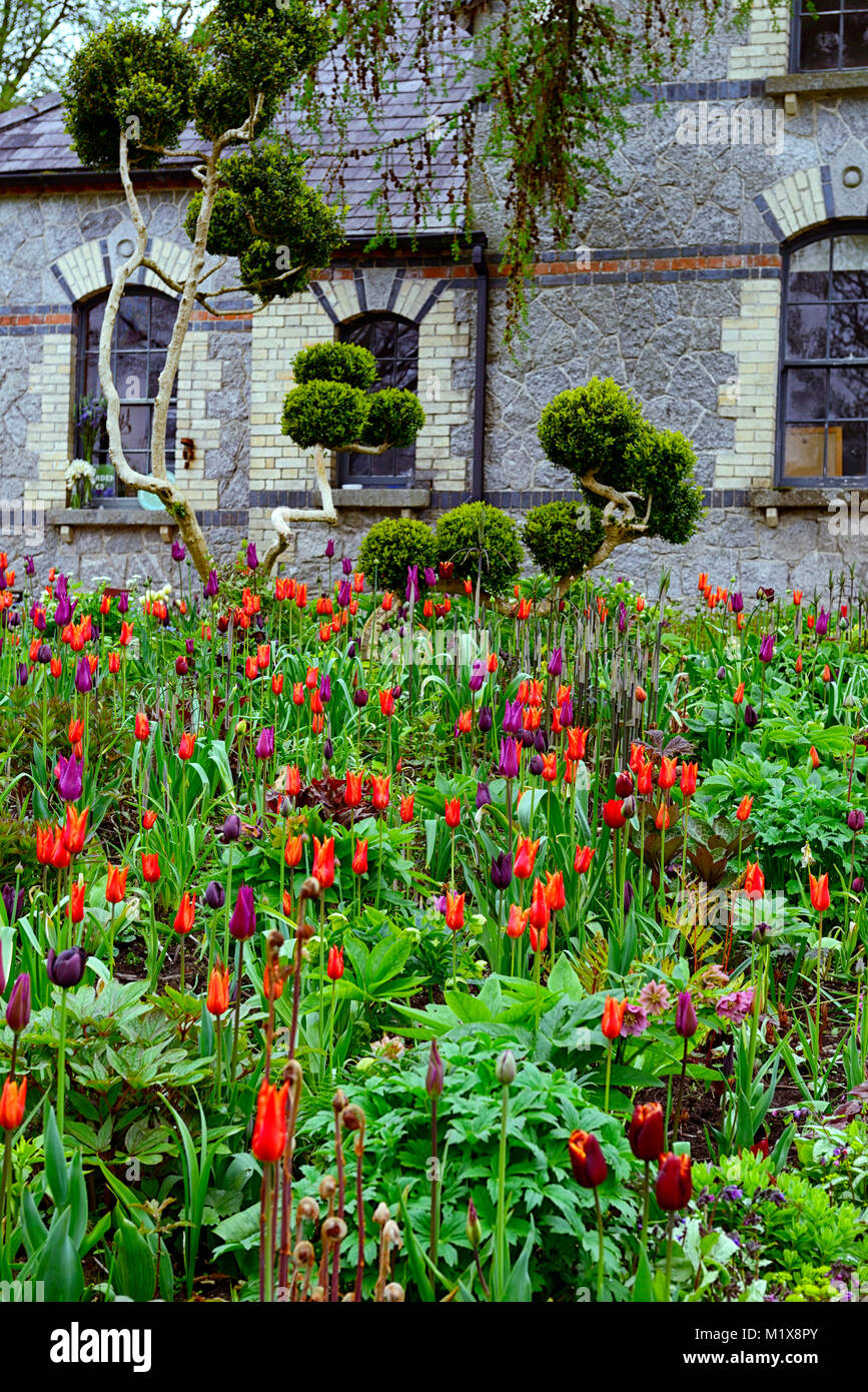 June Blakes Garden,Wicklow,Tulip display,tulips,tulipa,tulip flowers ...