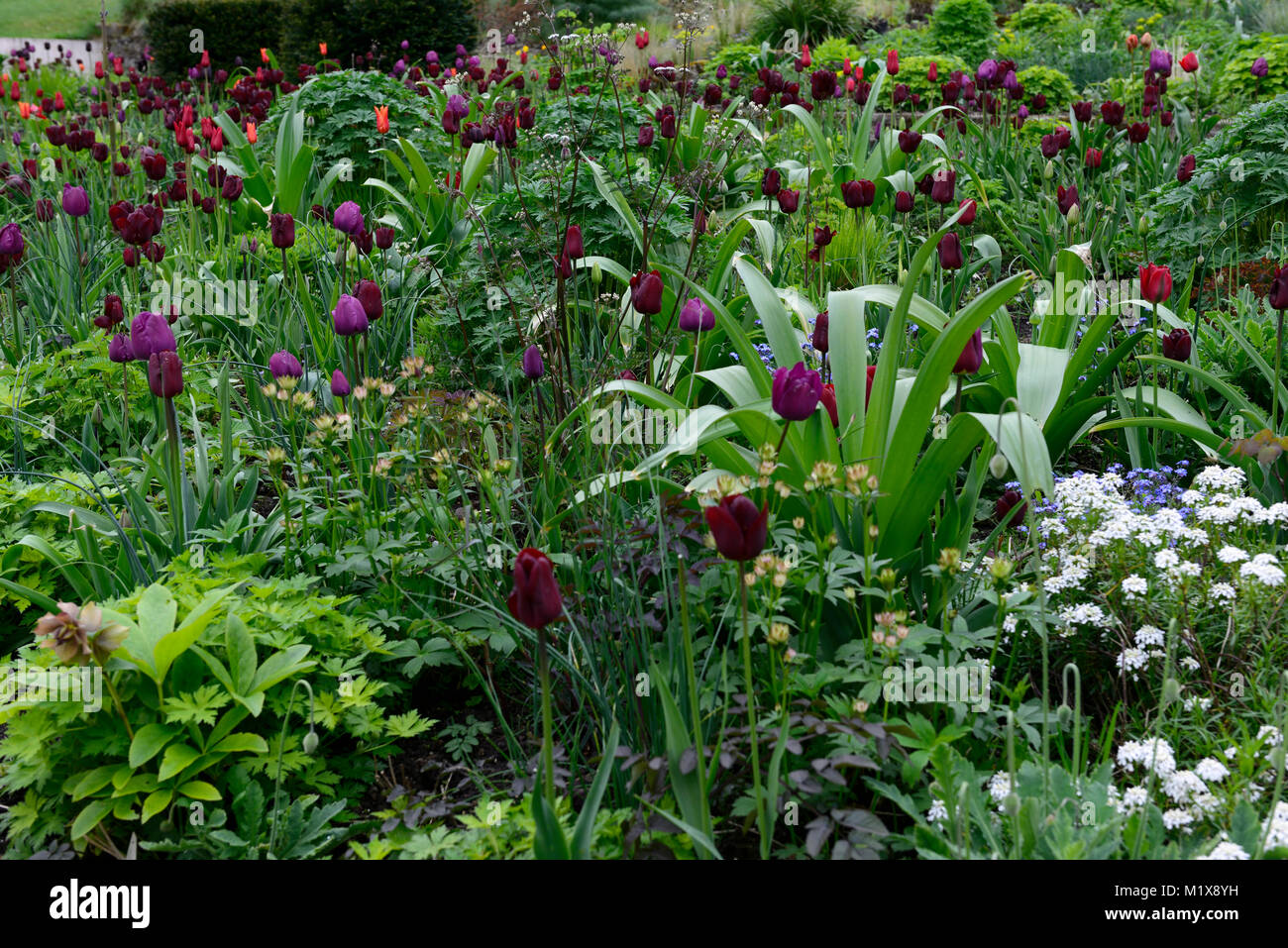 Tulip burgundy lace hi-res stock photography and images - Alamy