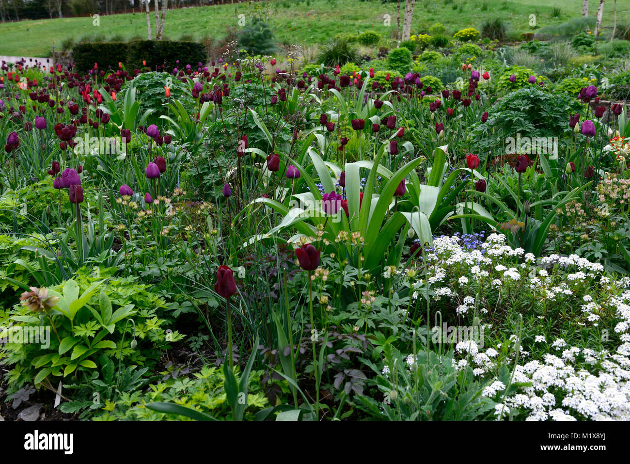 Tulip jan reus hi-res stock photography and images - Alamy