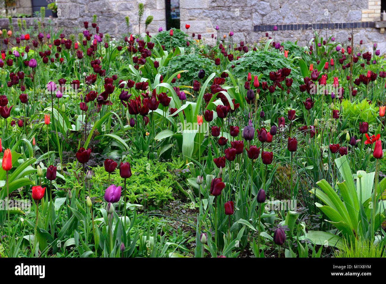 Tulip burgundy lace hi-res stock photography and images - Alamy