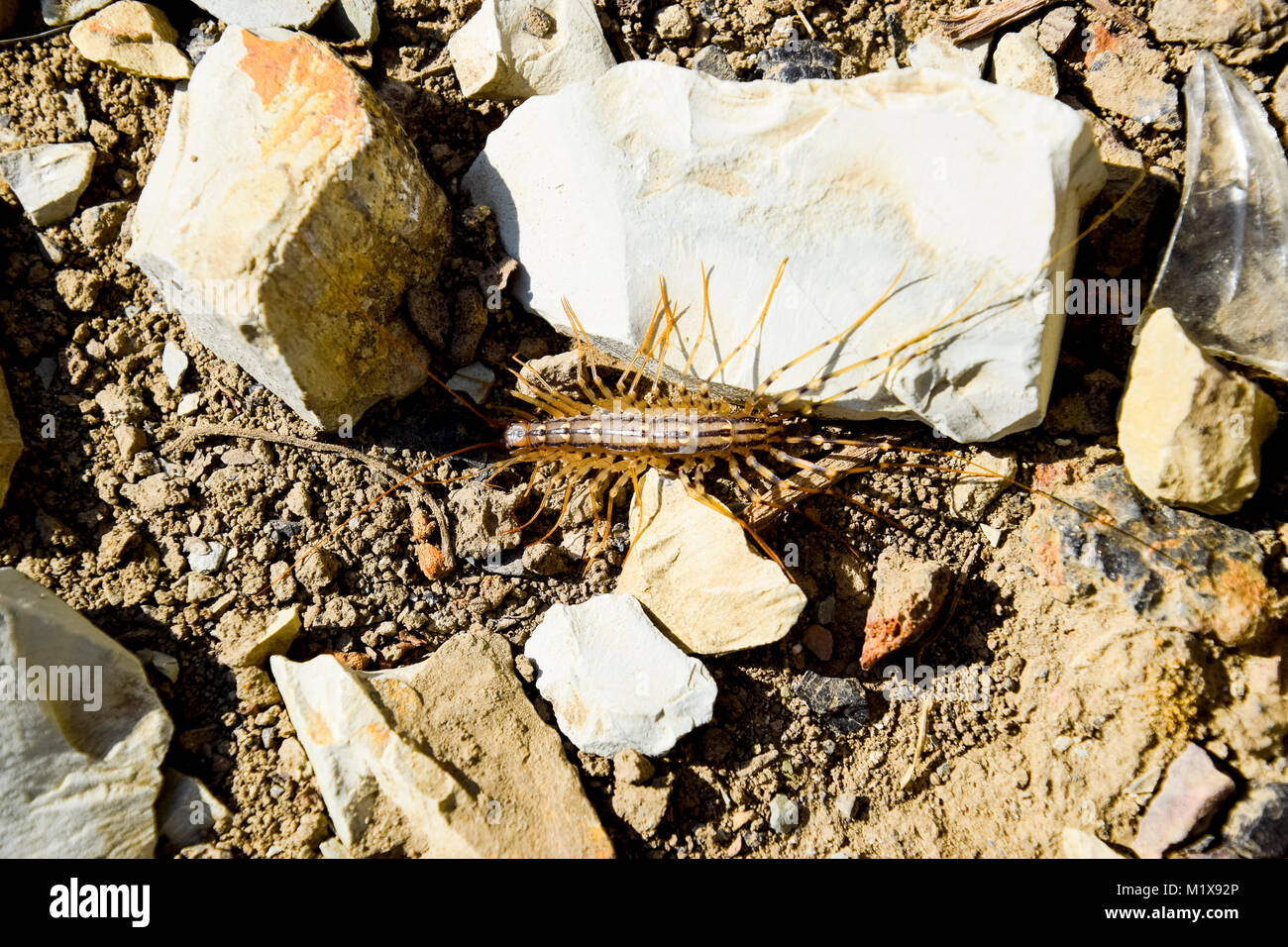 Scutigera coleoptera hi-res stock photography and images - Alamy