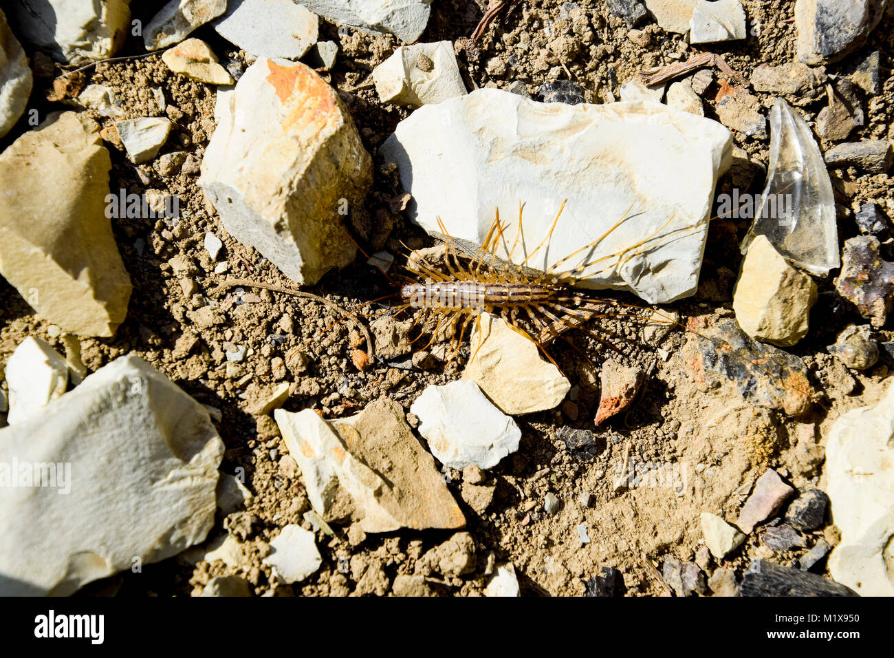 Scutigera Coleoptera runs on the ground with stones. The Flycatcher ...