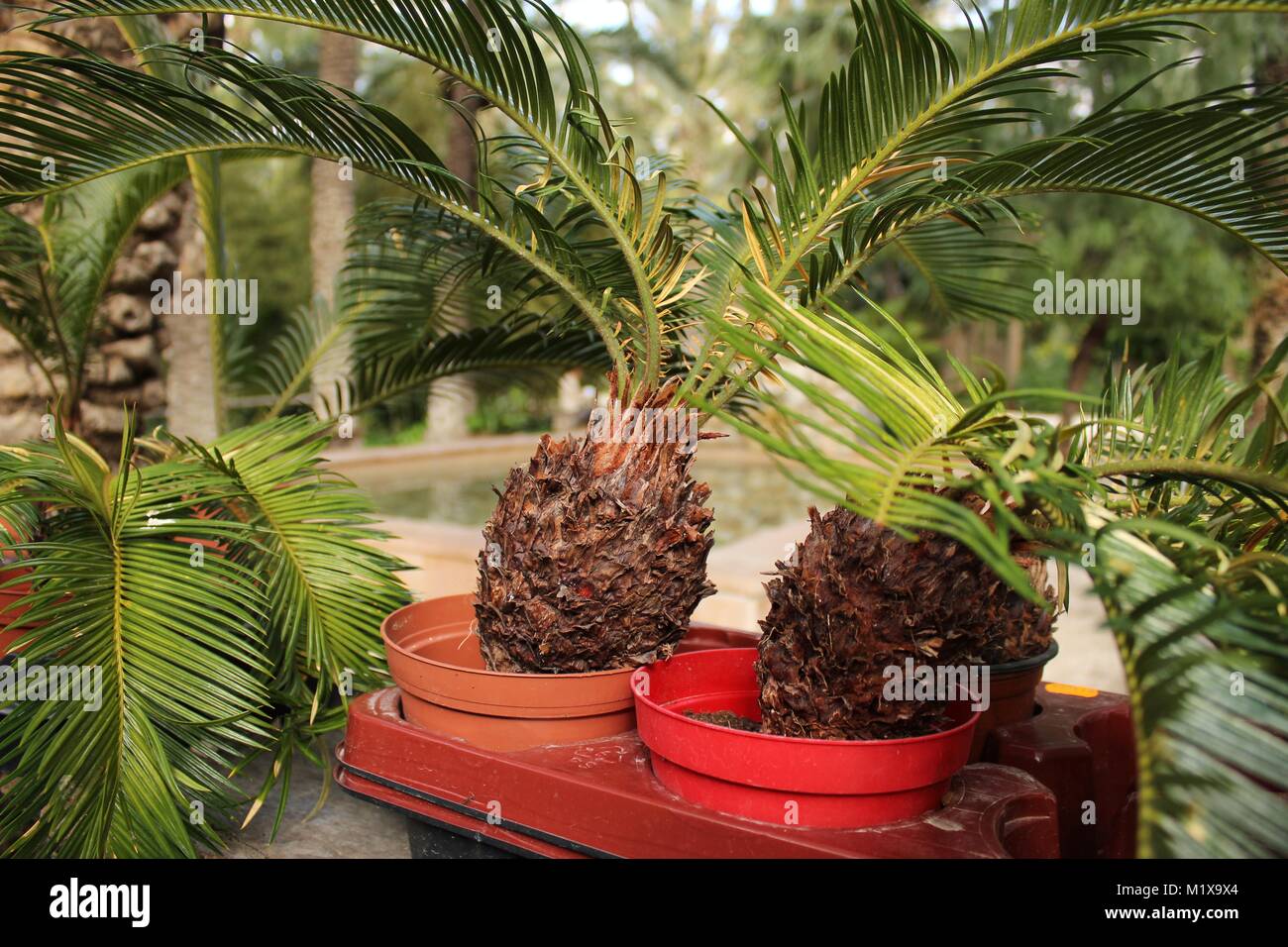 Small cycas revoluta hi-res stock photography and images - Alamy