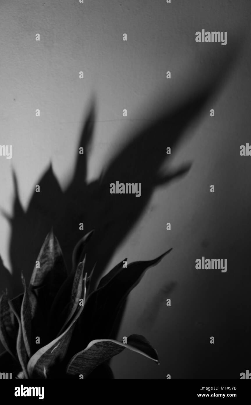 shadow of a plant Stock Photo - Alamy