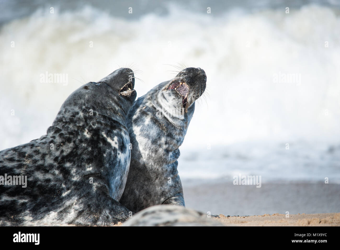 Angry seal hi-res stock photography and images - Alamy