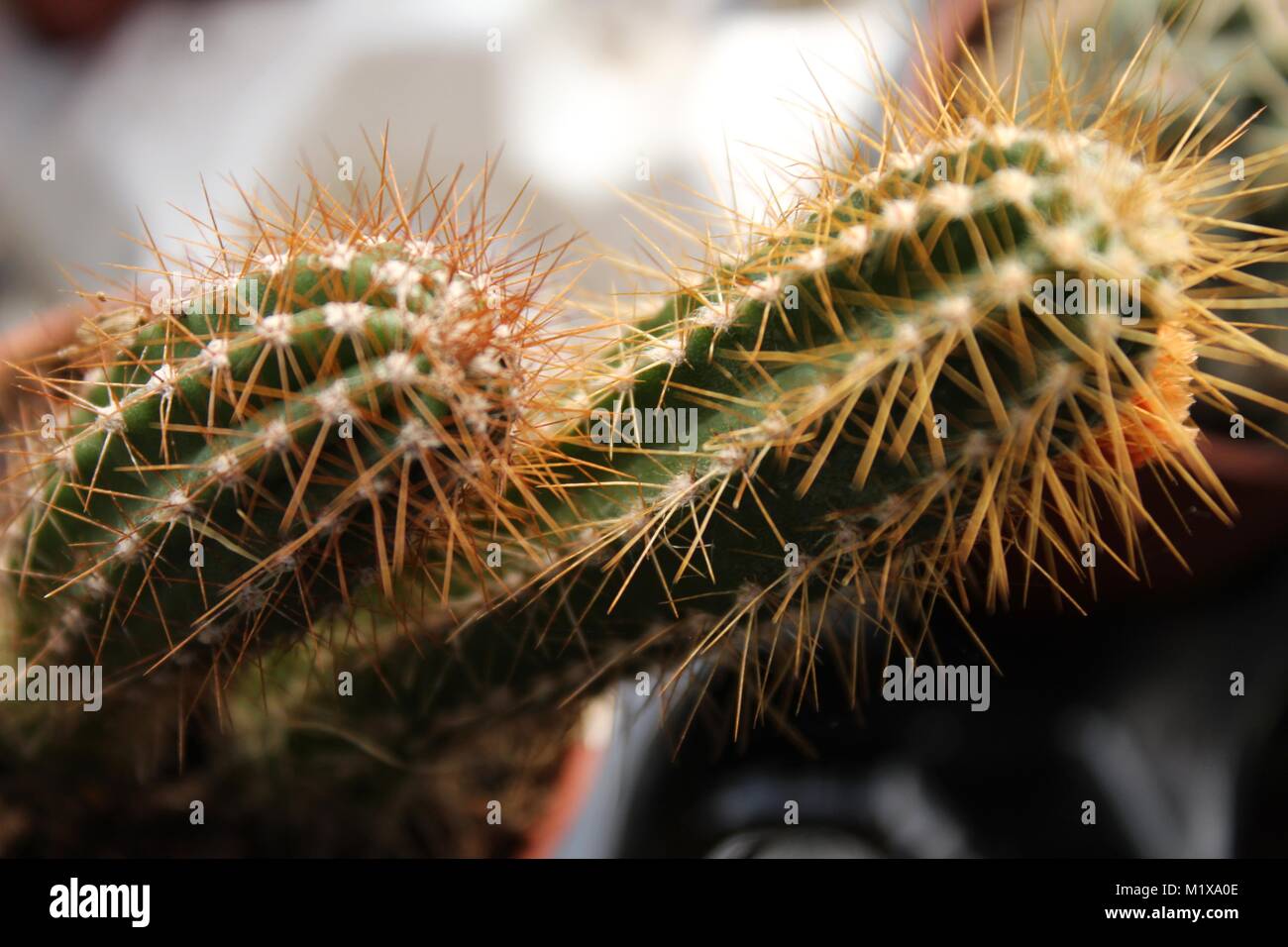 Cereus cactus plant in the garden Stock Photo - Alamy