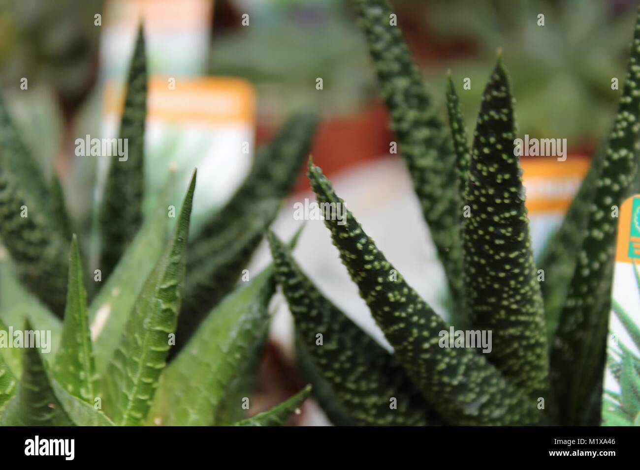 Large convex pot hi-res stock photography and images - Alamy