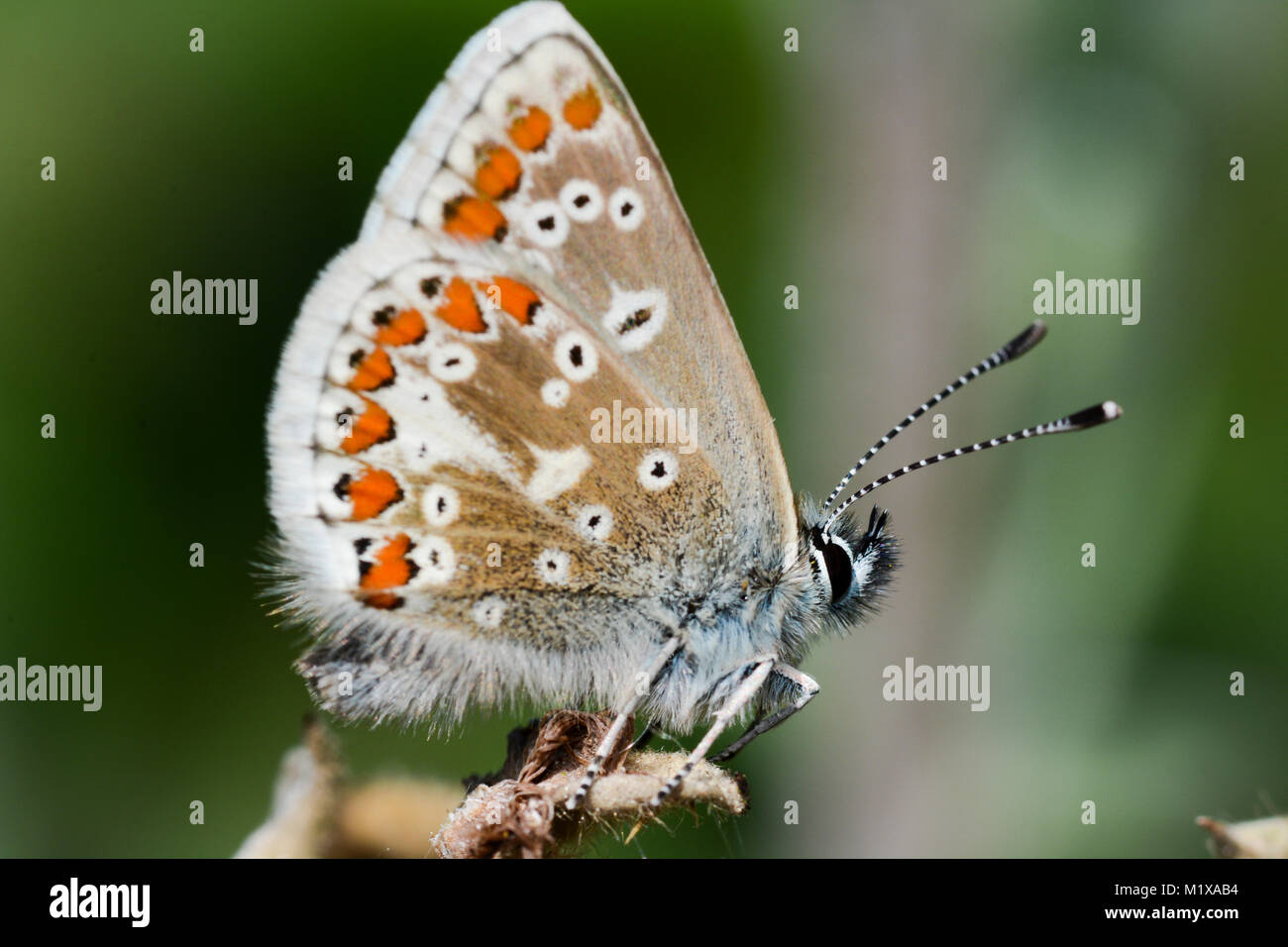 Northern brown argus butterfly hi-res stock photography and images - Alamy