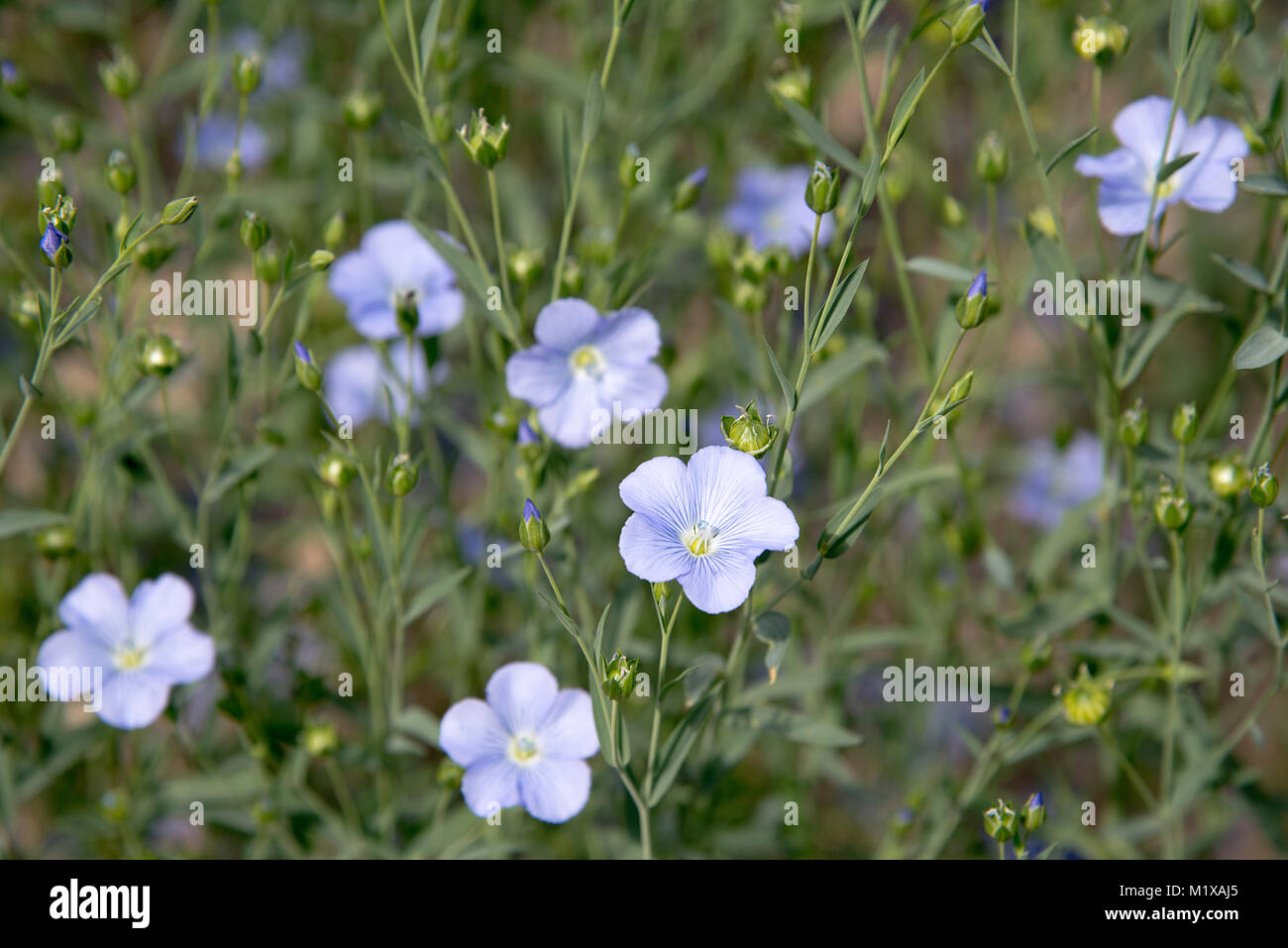 Linseed farm crop hi-res stock photography and images - Alamy