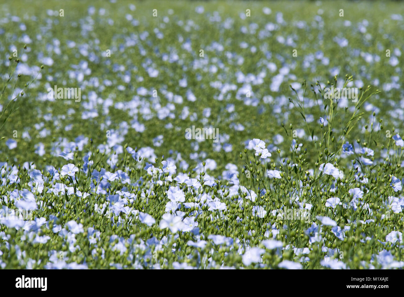 Linseed oil crop hi-res stock photography and images - Alamy