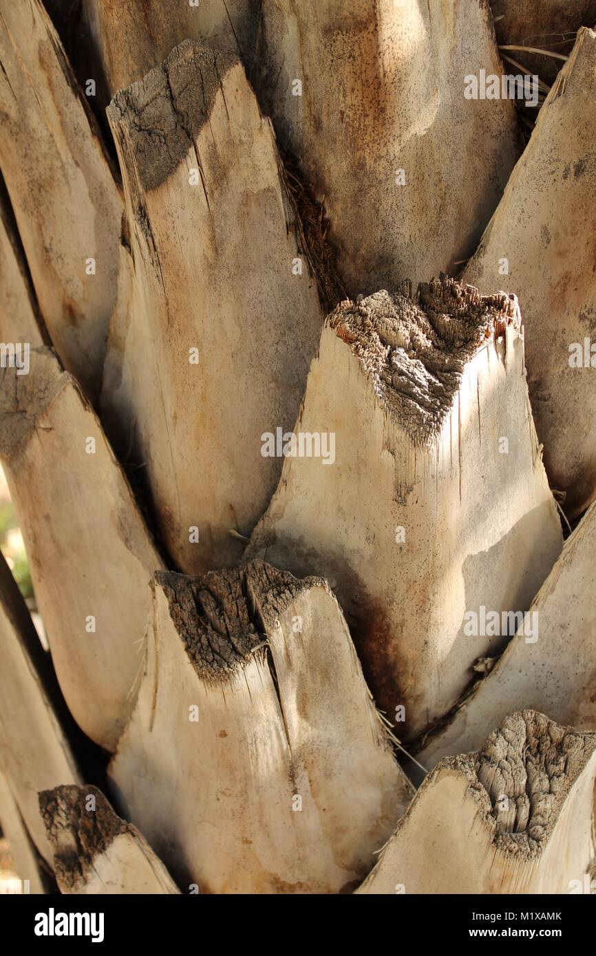Palm tree trunk texture under the sun Stock Photo - Alamy