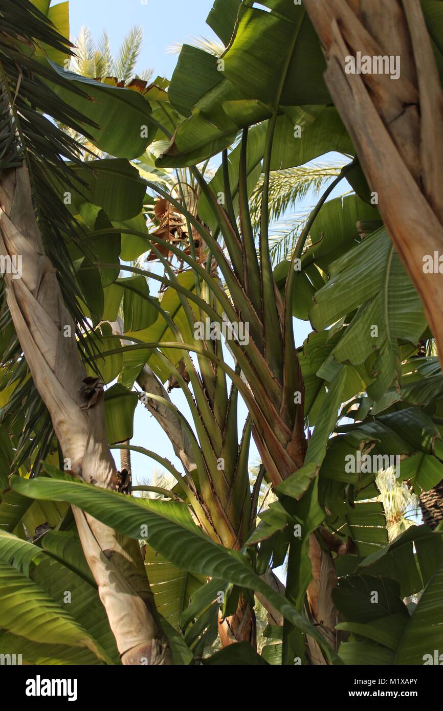 Cavendishii hi-res stock photography and images - Alamy