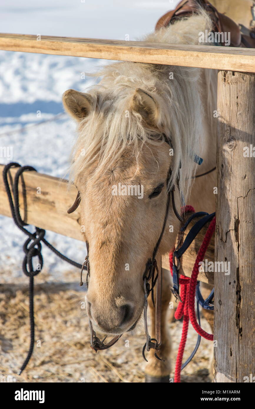 Light brown horse hi-res stock photography and images - Alamy