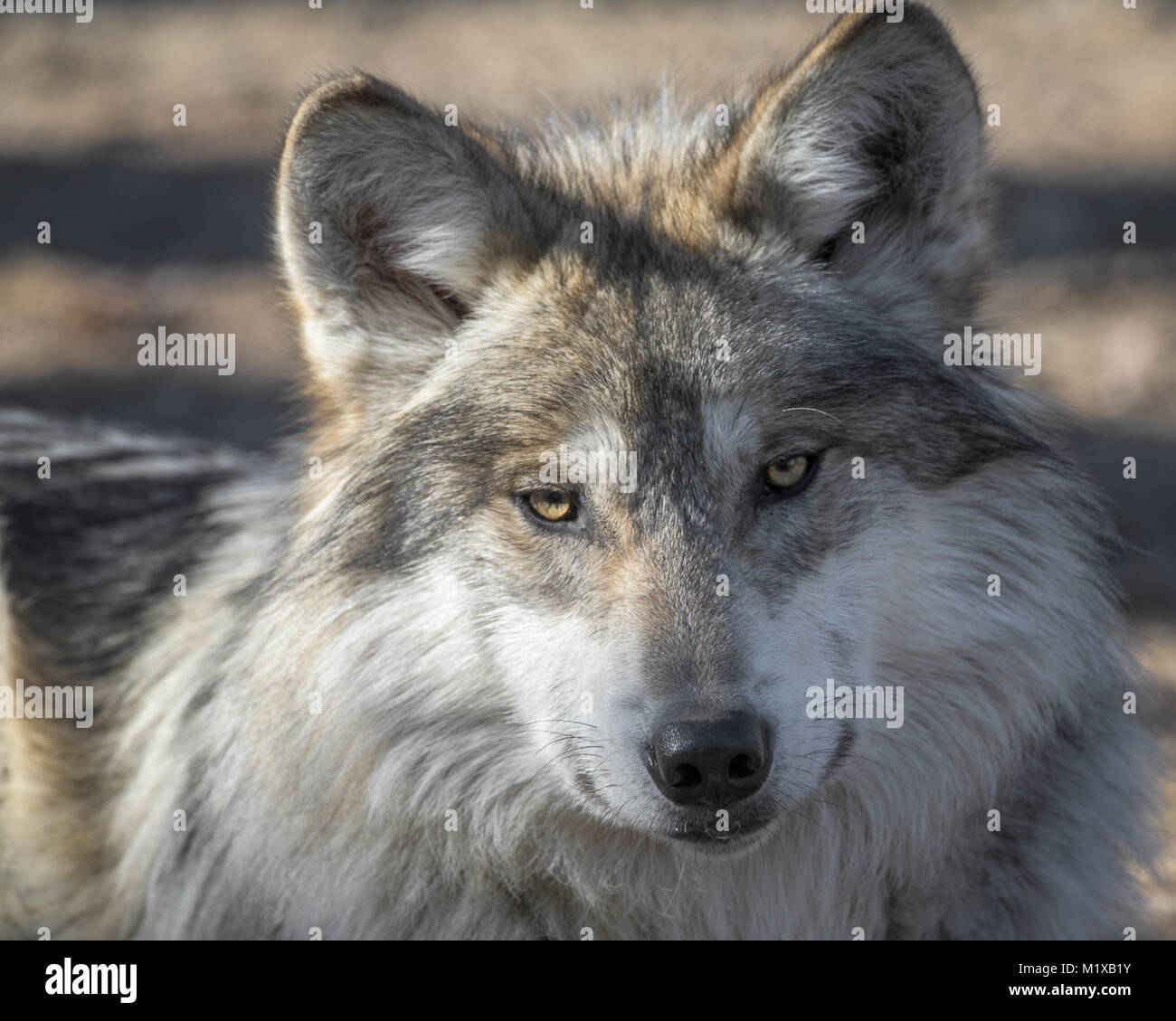 One adult female Mexican gray wolf portrait Stock Photo - Alamy