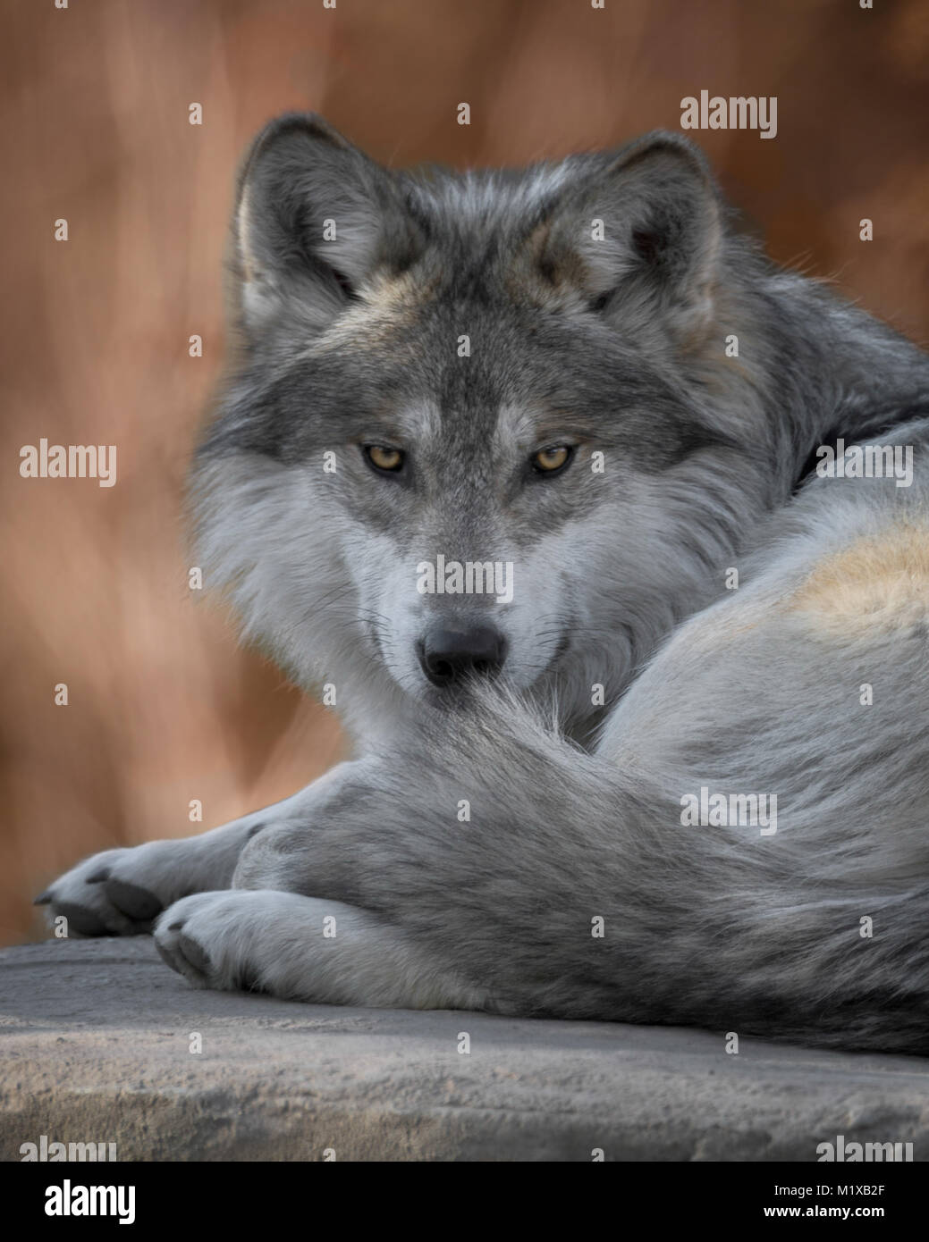 One adult female Mexican gray wolf portrait Stock Photo - Alamy