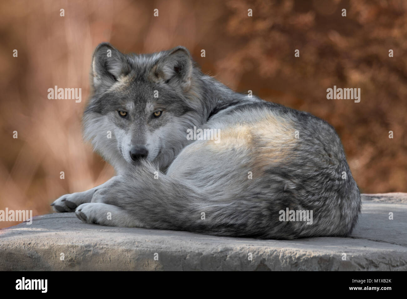 One adult female Mexican gray wolf portrait Stock Photo - Alamy