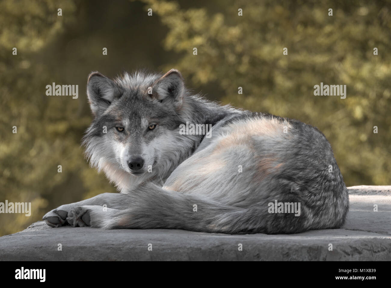 One adult female Mexican gray wolf portrait Stock Photo - Alamy