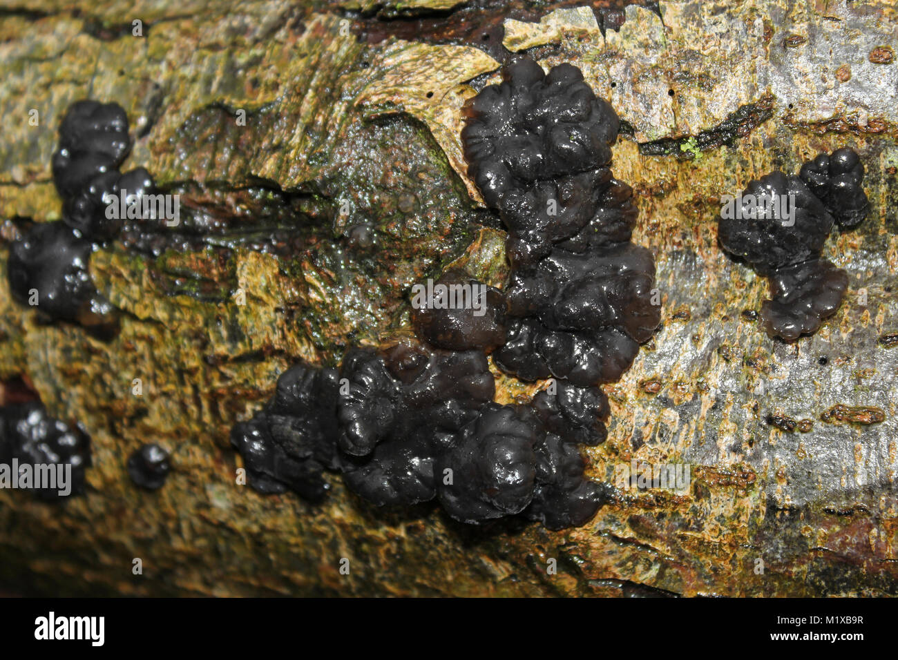 Witches butter hi-res stock photography and images - Alamy