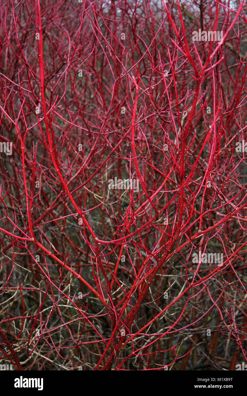 Cornus sanguinea common dogwood hi-res stock photography and images - Alamy
