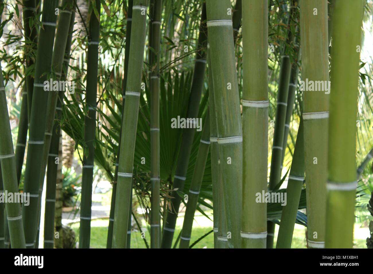 Forest of bamboo canes in the garden Stock Photo - Alamy
