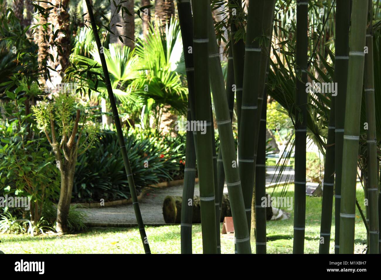 Forest of bamboo canes in the garden Stock Photo - Alamy