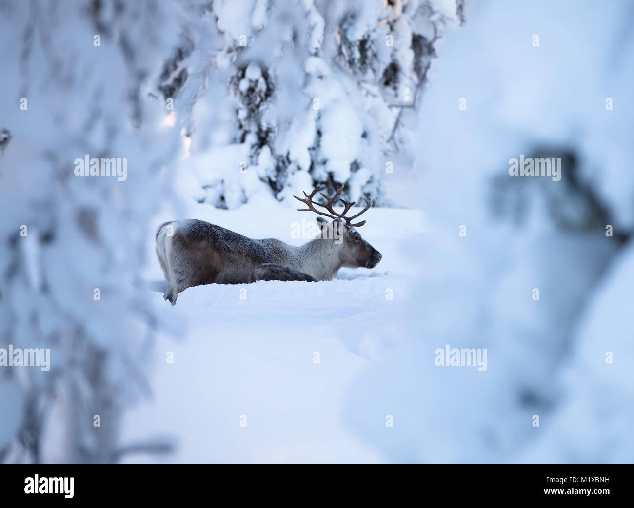 Reindeer male with a younger one digging in the snow for food Stock ...