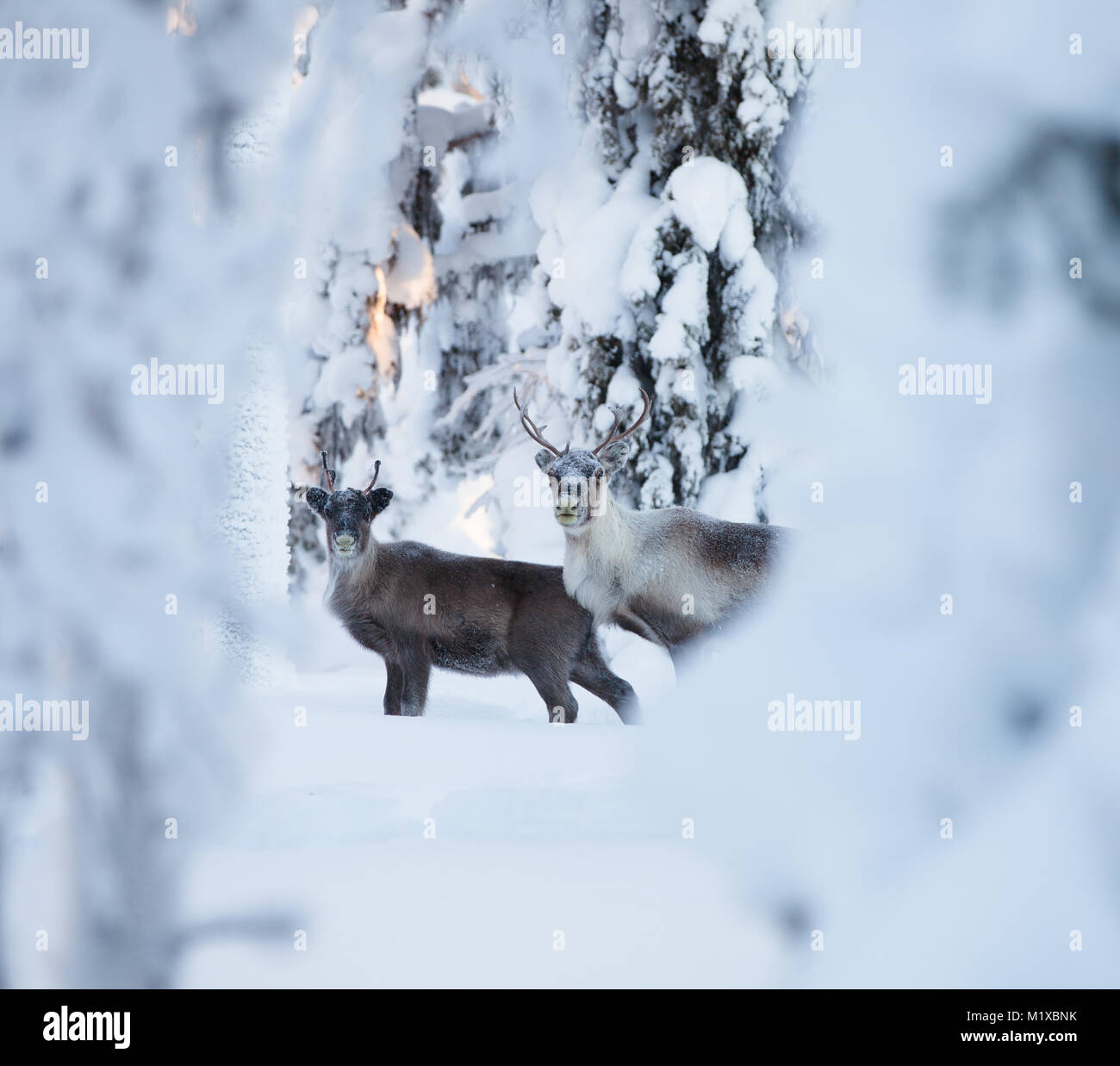 Reindeers in an arctic snowy forest Stock Photo - Alamy