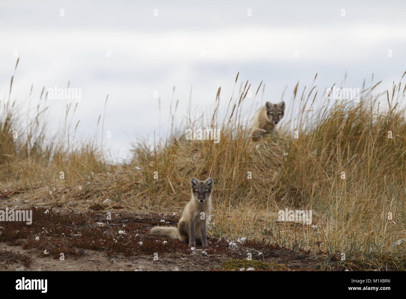 Two young Arctic foxes, Vulpes Lagopus, in fall colours with one hiding ...