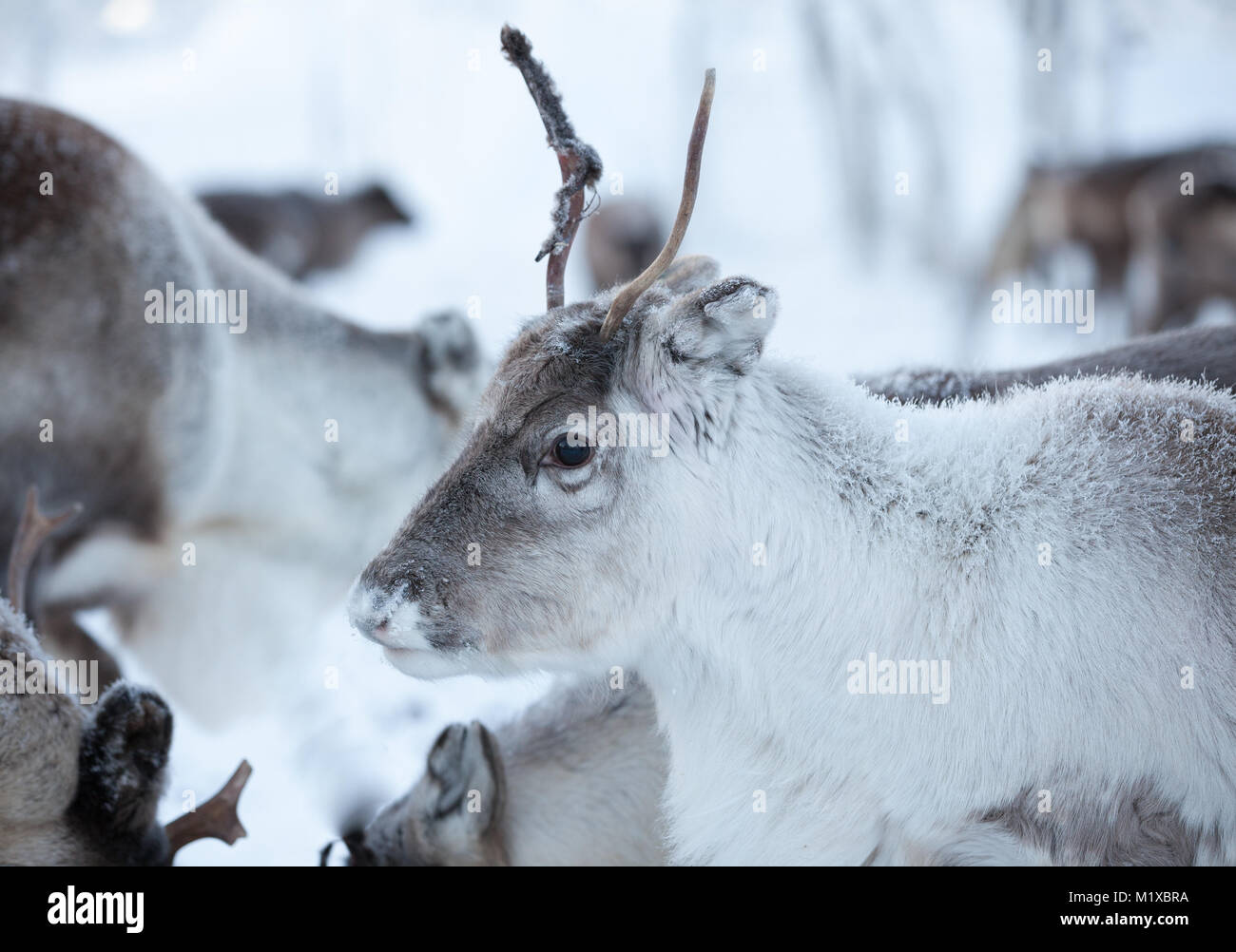 Youngster hi-res stock photography and images - Alamy