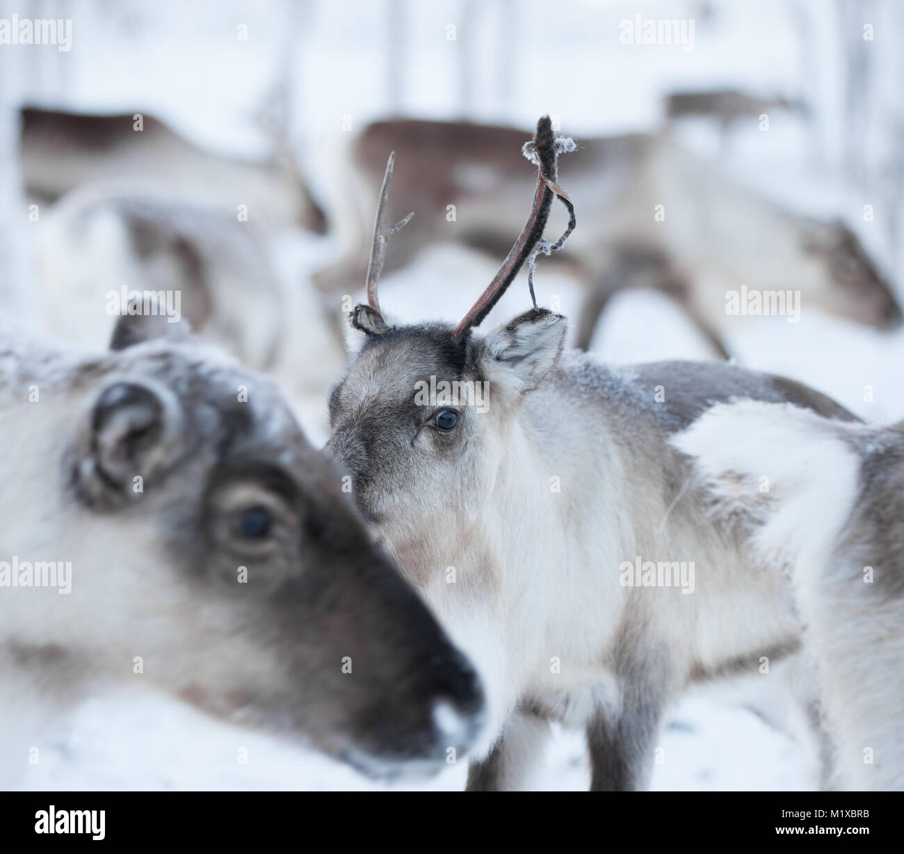 Flock of reindeer hi-res stock photography and images - Alamy