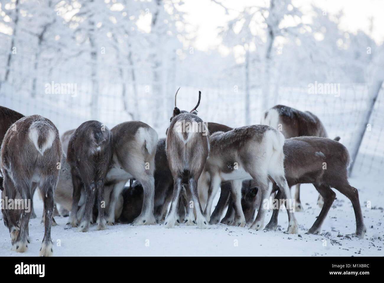 Feed a reindeer hi-res stock photography and images - Alamy