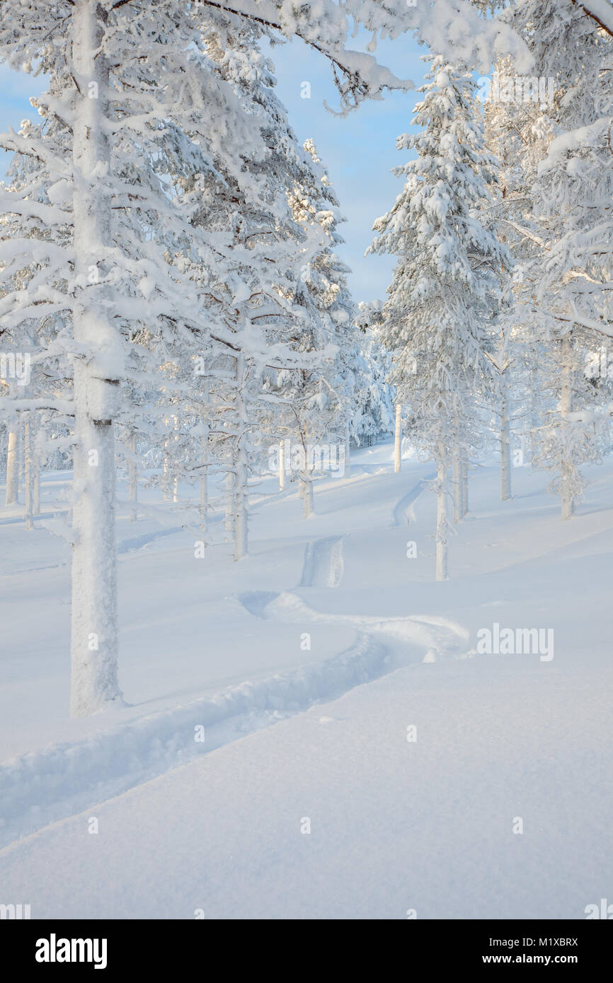 Winding path in sunny snowy forest Stock Photo - Alamy
