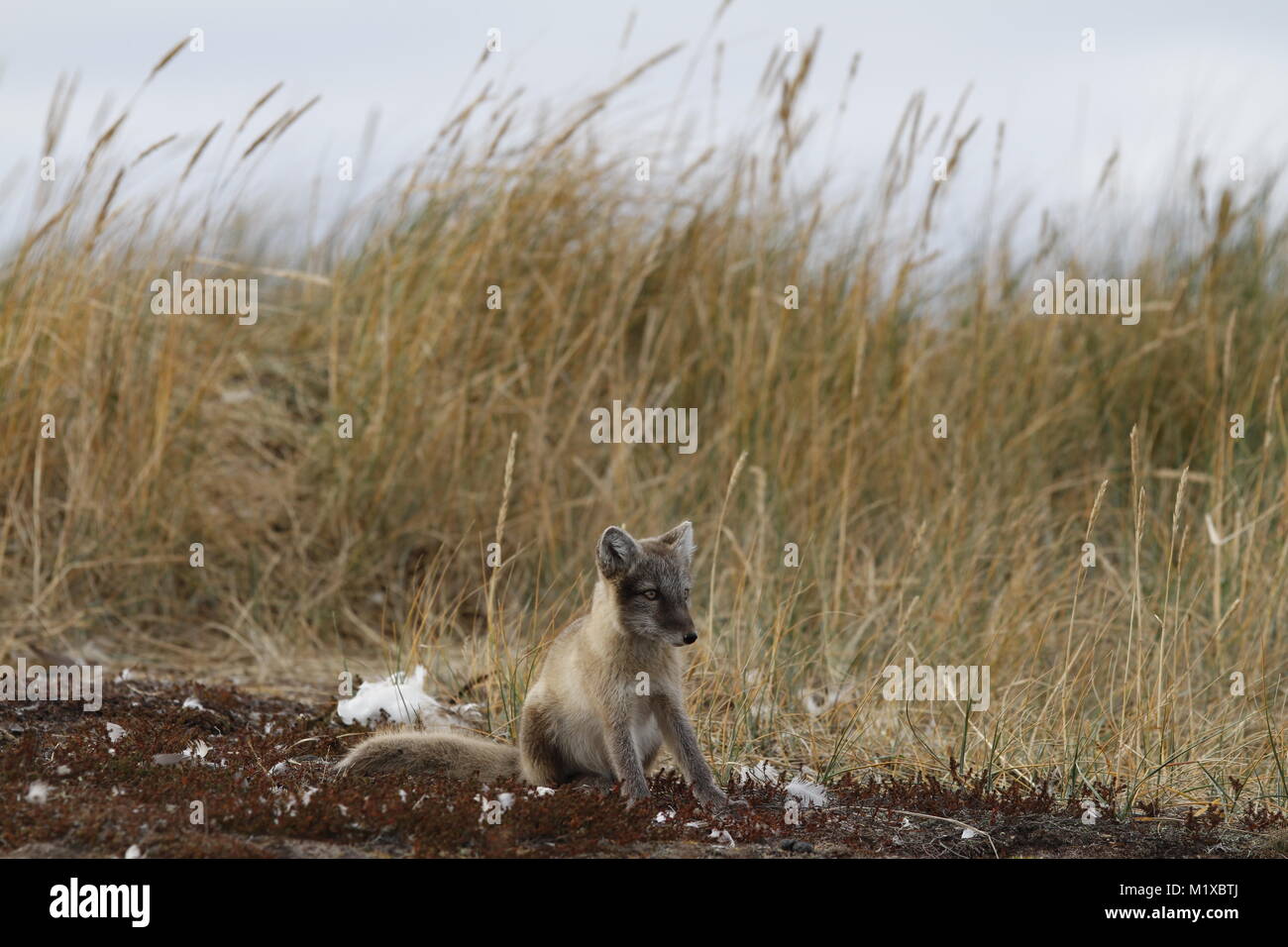 Arctic Fall Colours Stock Photos & Arctic Fall Colours Stock Images - Alamy