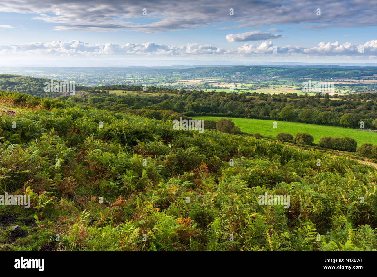Bracken on Black Down in the Mendip Hills National Landscape in early ...