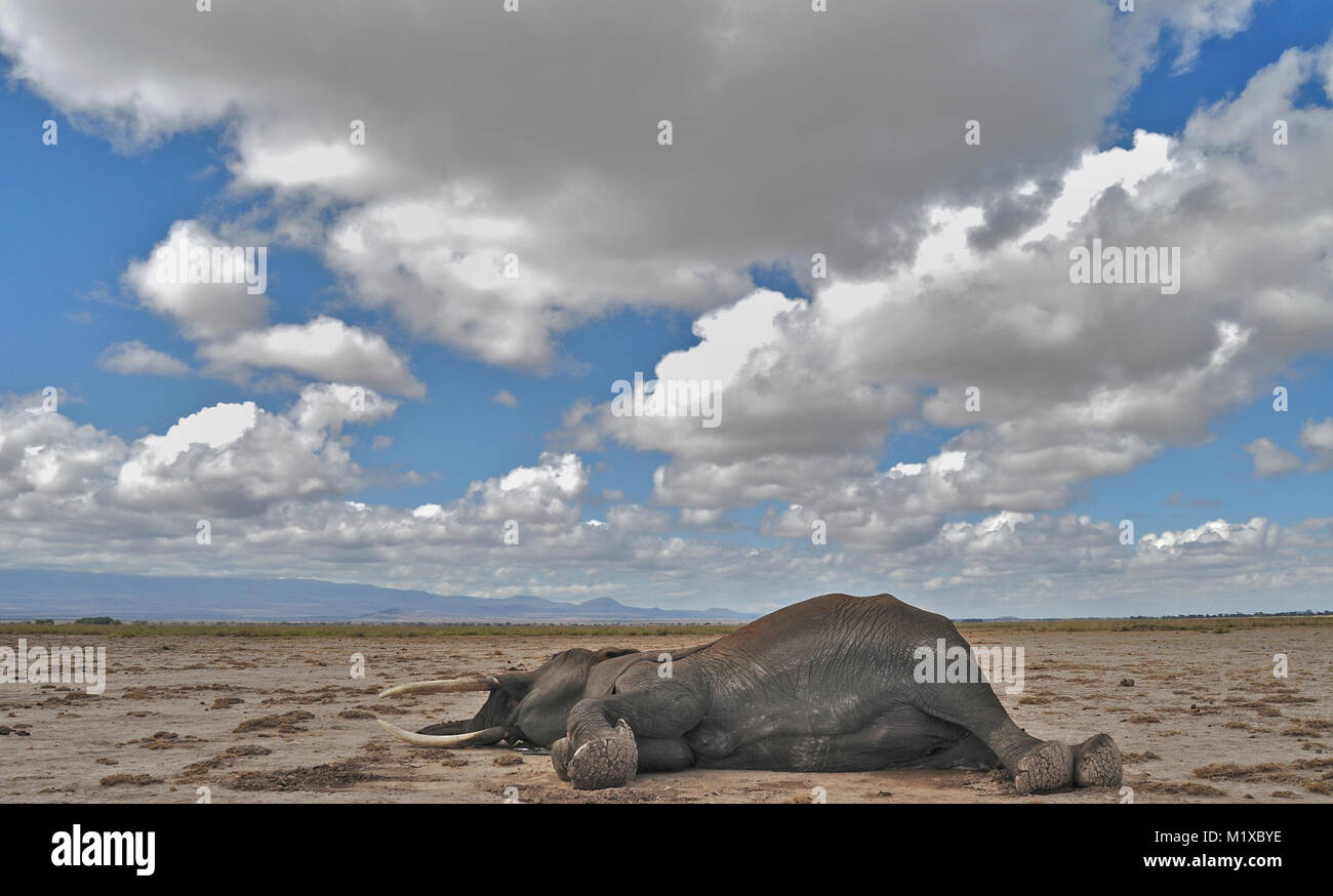 Elephant memory hi-res stock photography and images - Alamy