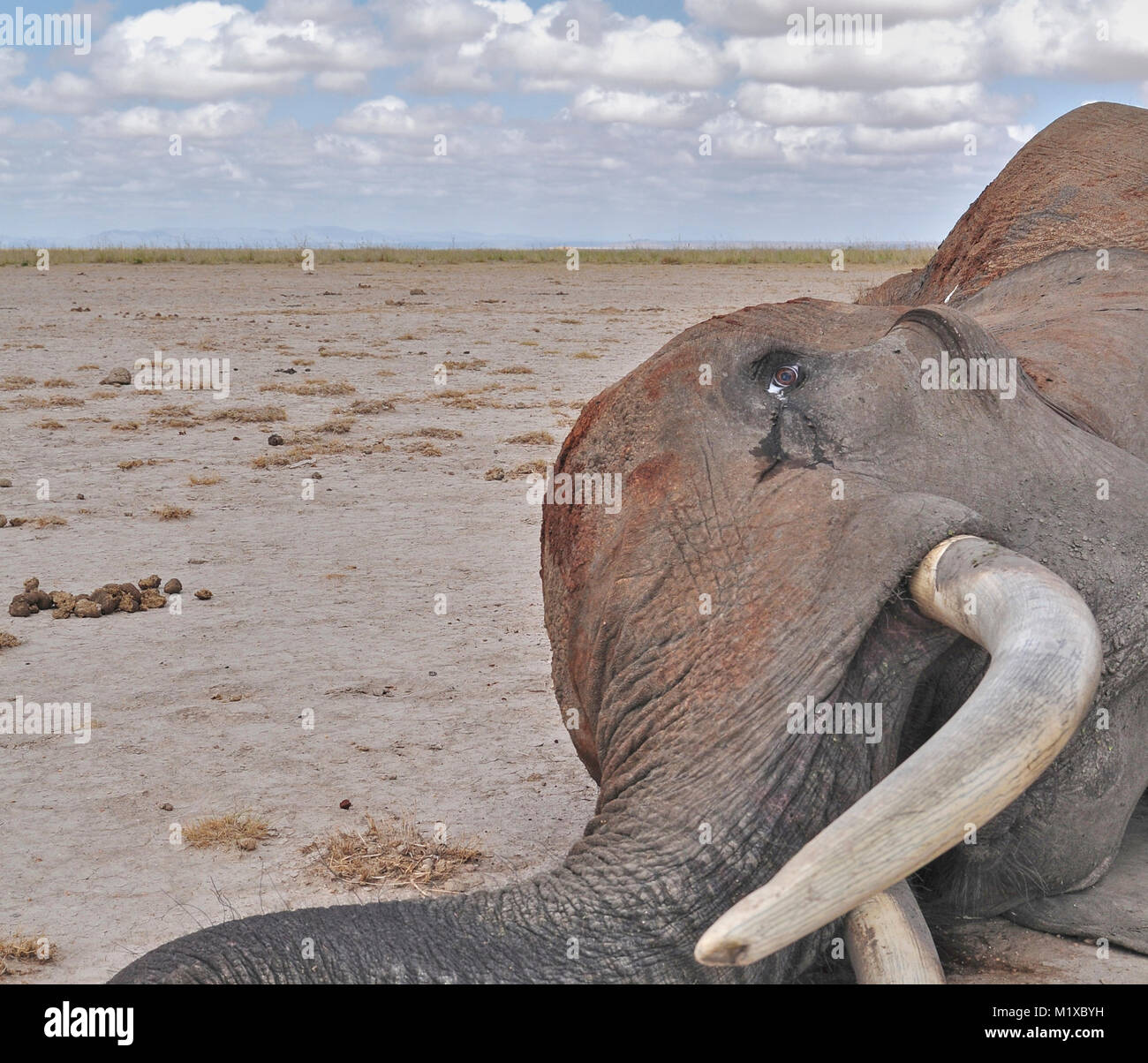 Female African Elephant ( Loxodonta afrcana) collapsed and dying during ...