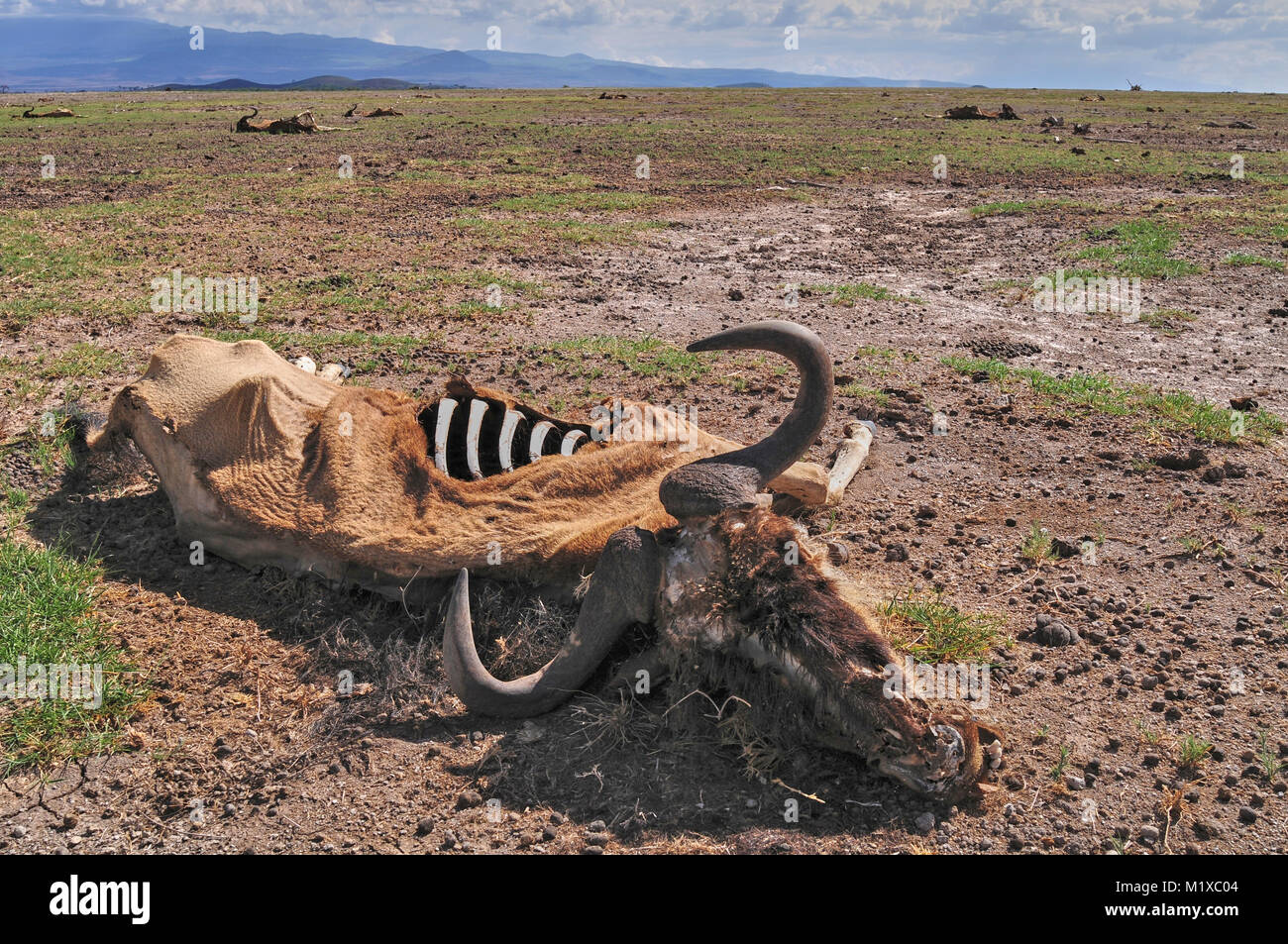 Desiccated earth hi-res stock photography and images - Alamy