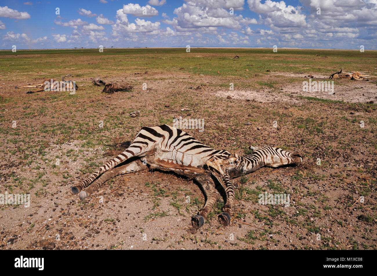 Zebra skeleton hi-res stock photography and images - Alamy