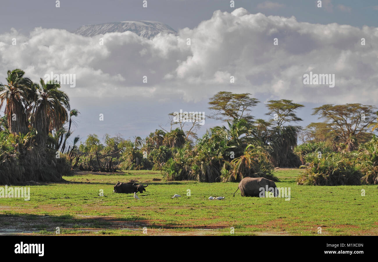 Kilimanjaro and acacia trees hi-res stock photography and images - Alamy