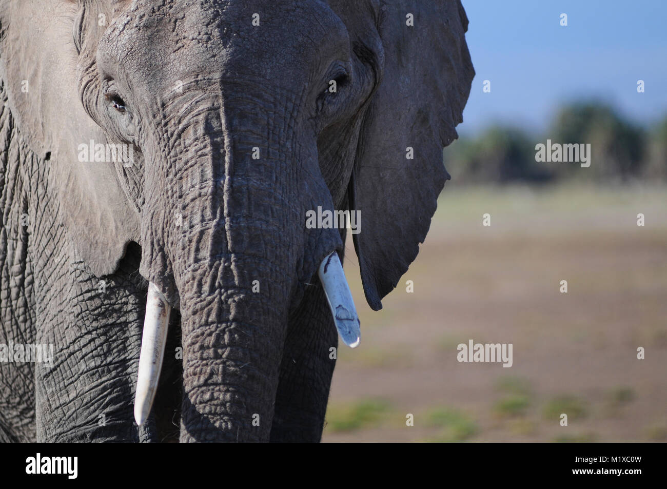 Close up elephant broken tusk hi-res stock photography and images - Alamy