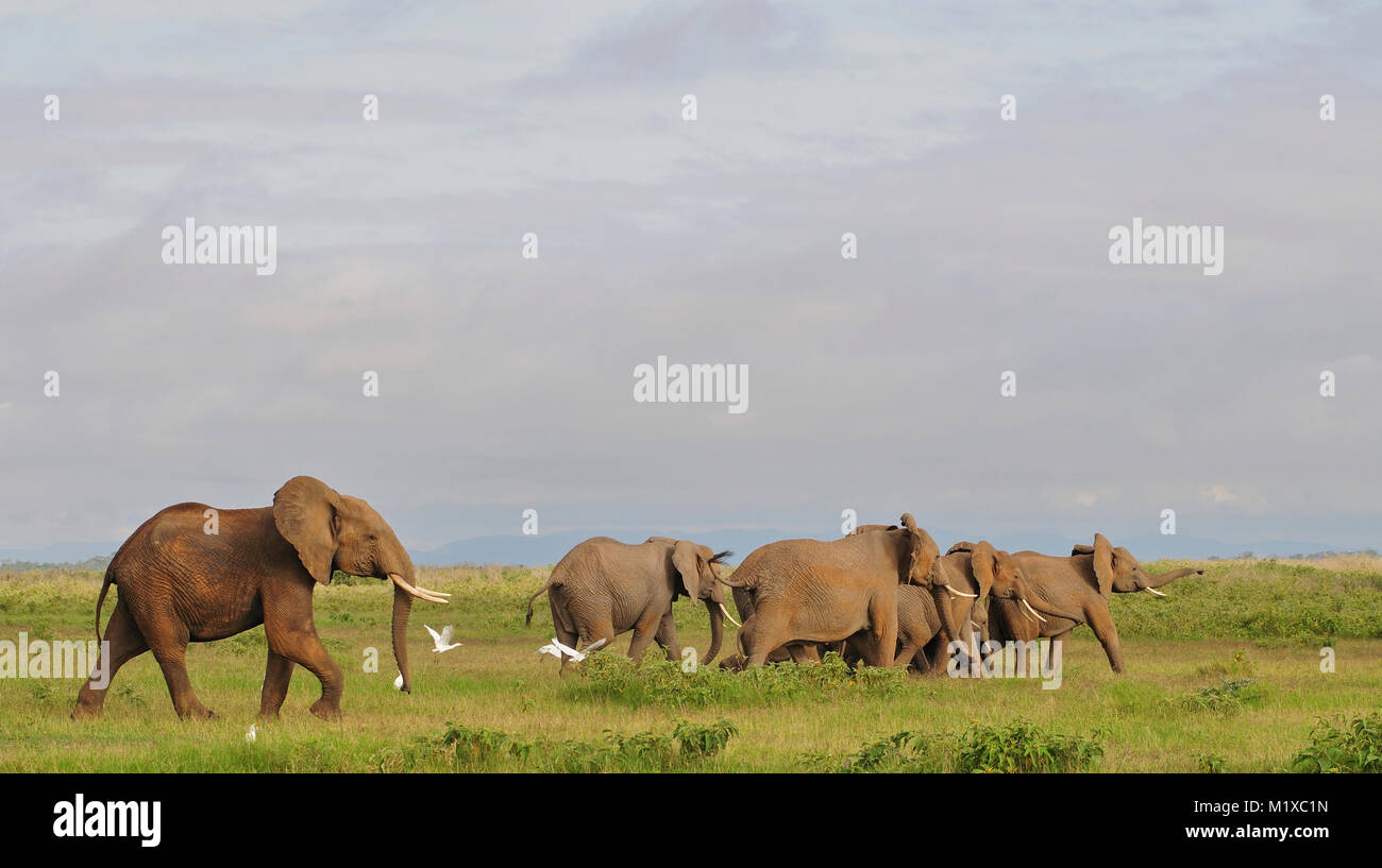 Lion sniffing air panthera leo hi-res stock photography and images - Alamy