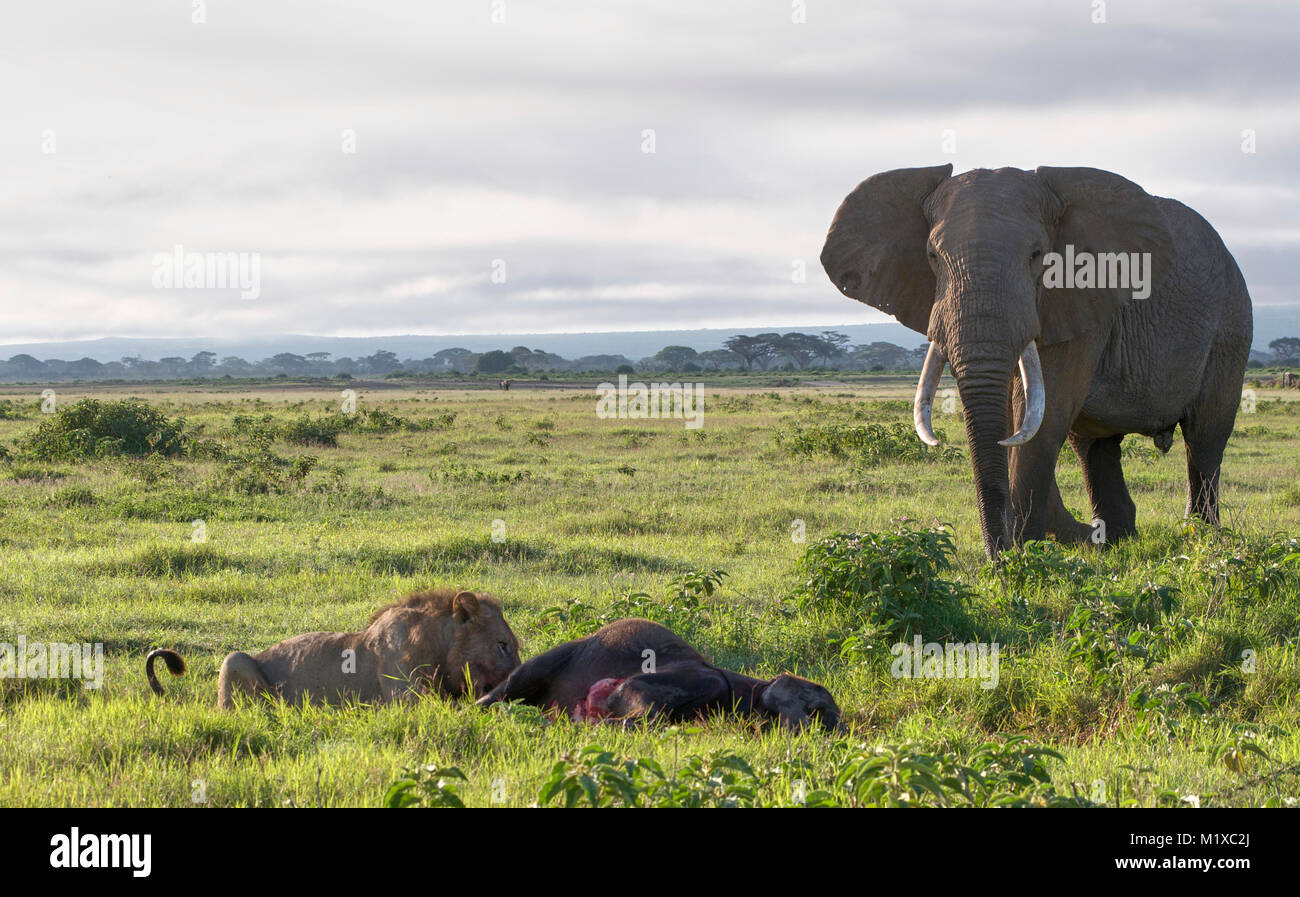 Lion hunt elephant hi-res stock photography and images - Alamy
