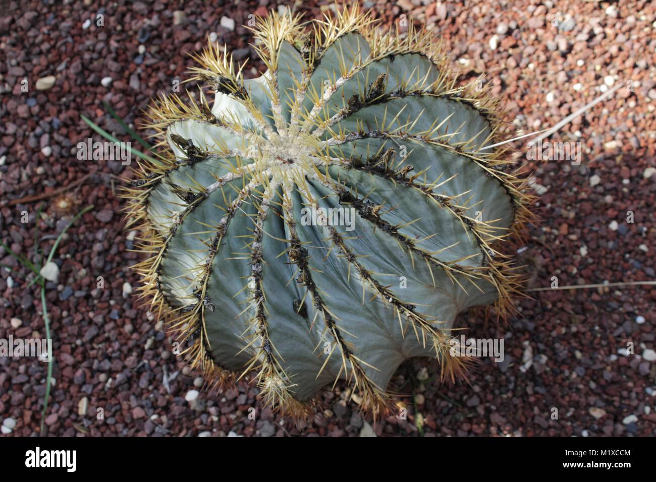 Beautiful and Colossal cactus plants in a garden of Elche, Spain Stock ...