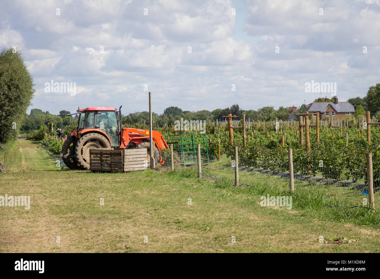 A stationary tractor in a field on Garsons Farm, Esher, Surrey, England ...