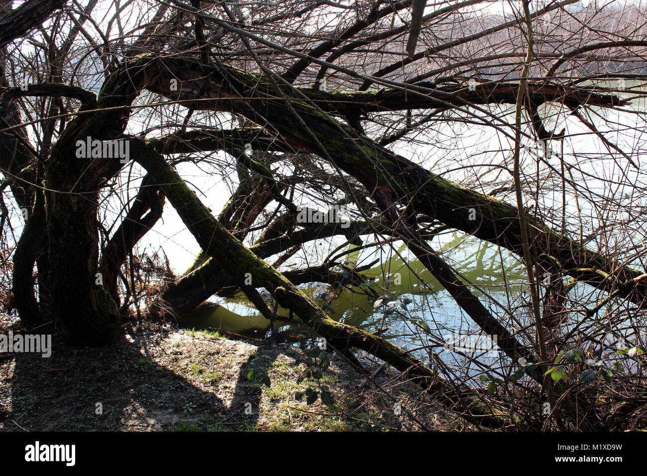 Broken and fallen down old dead tree branches without any leaves ...